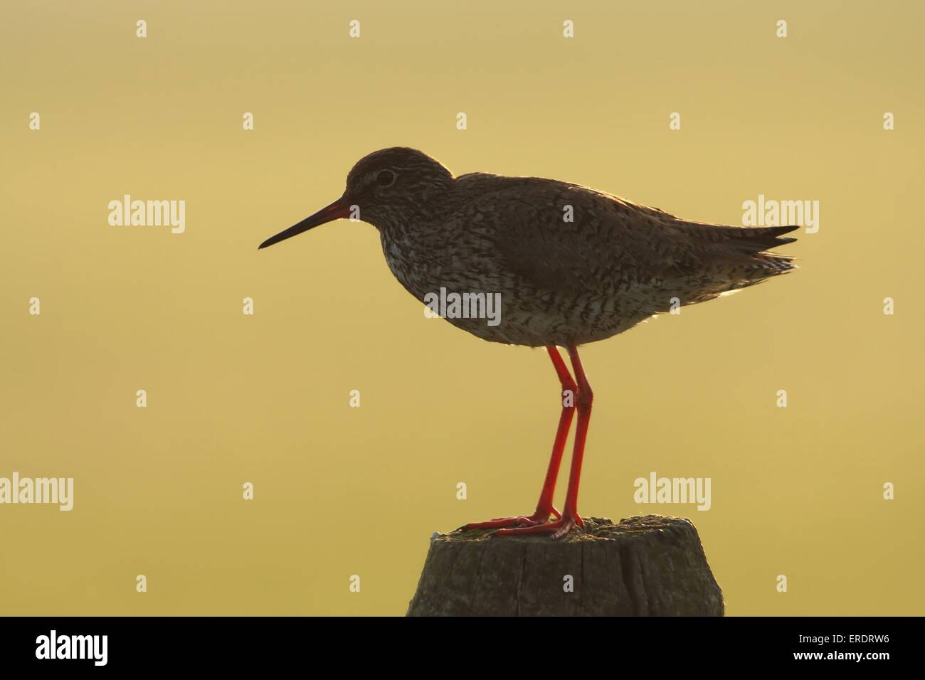 Redshank side view hi-res stock photography and images - Alamy