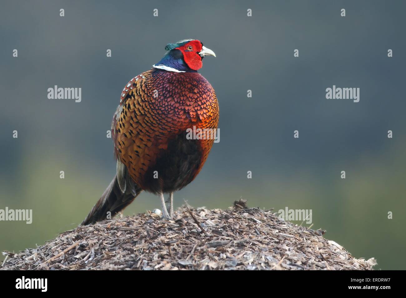 Male pheasant landscape format hi-res stock photography and images - Alamy