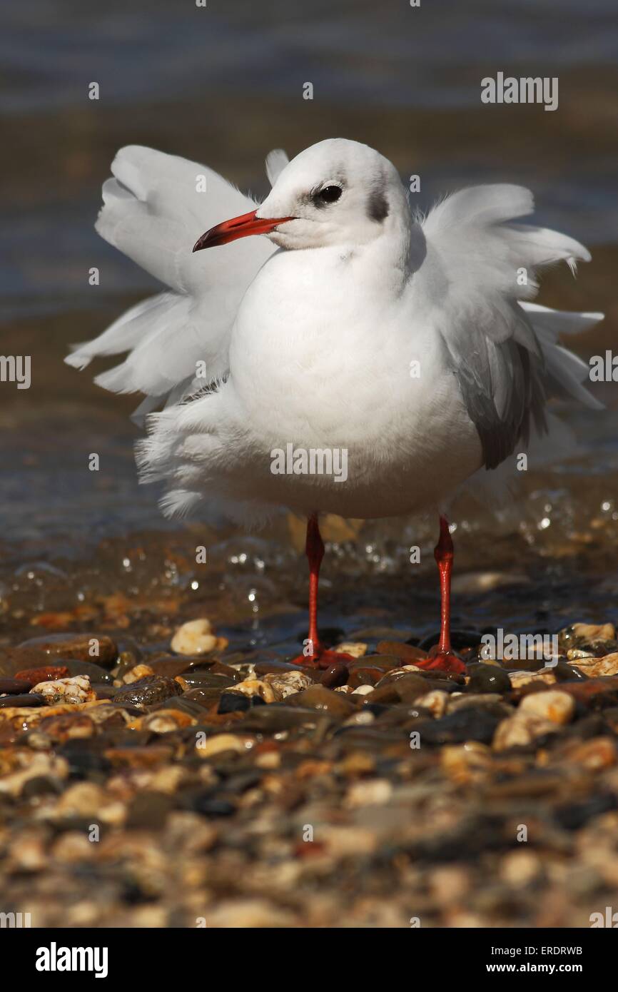 Mire crows hi-res stock photography and images - Alamy