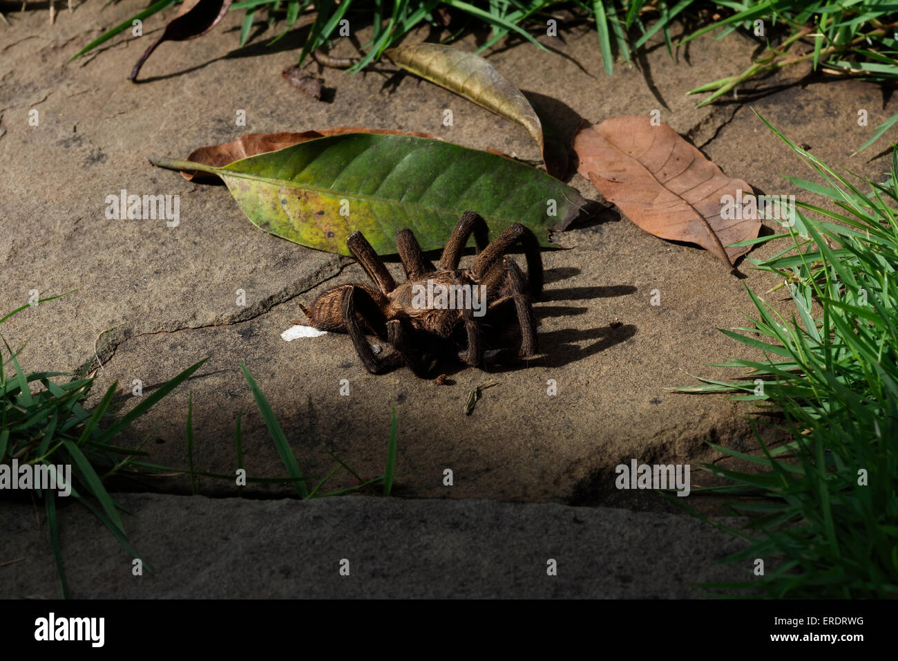 Mango insect hi-res stock photography and images - Alamy