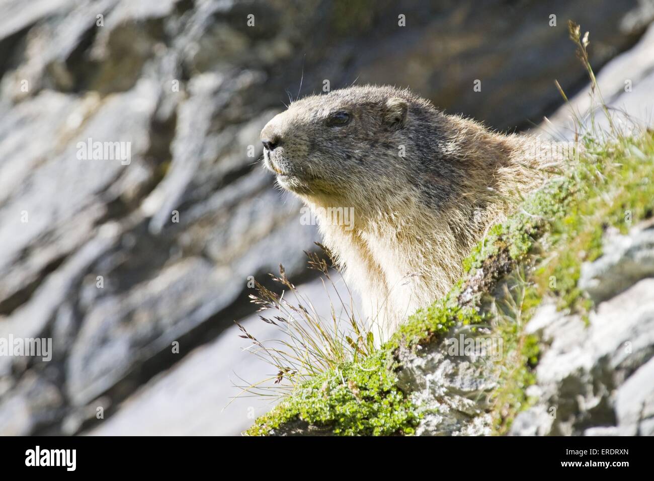 Marmot portraits hi-res stock photography and images - Alamy