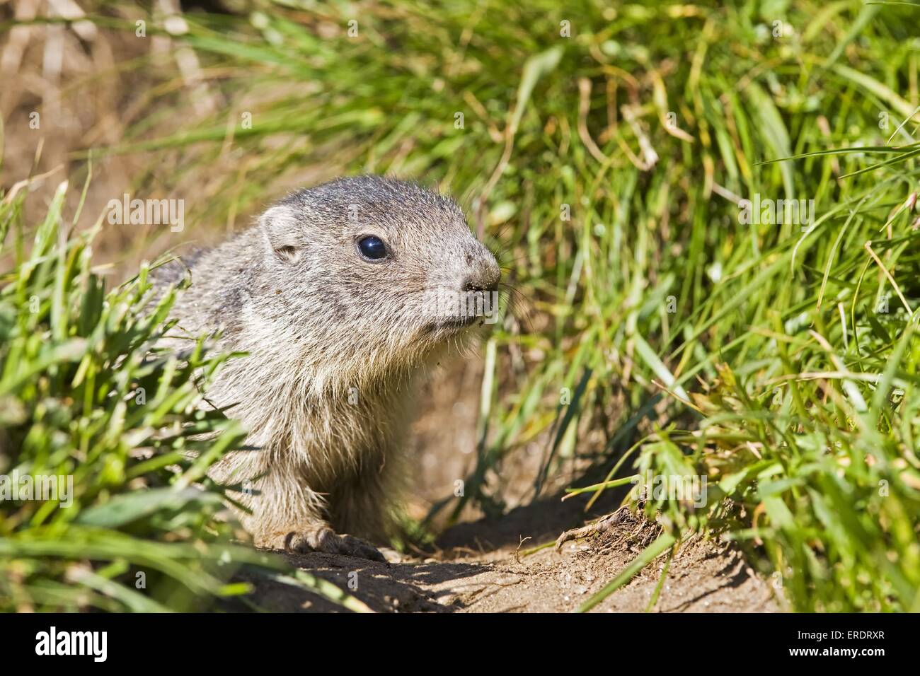 Alp marmota hi-res stock photography and images - Alamy