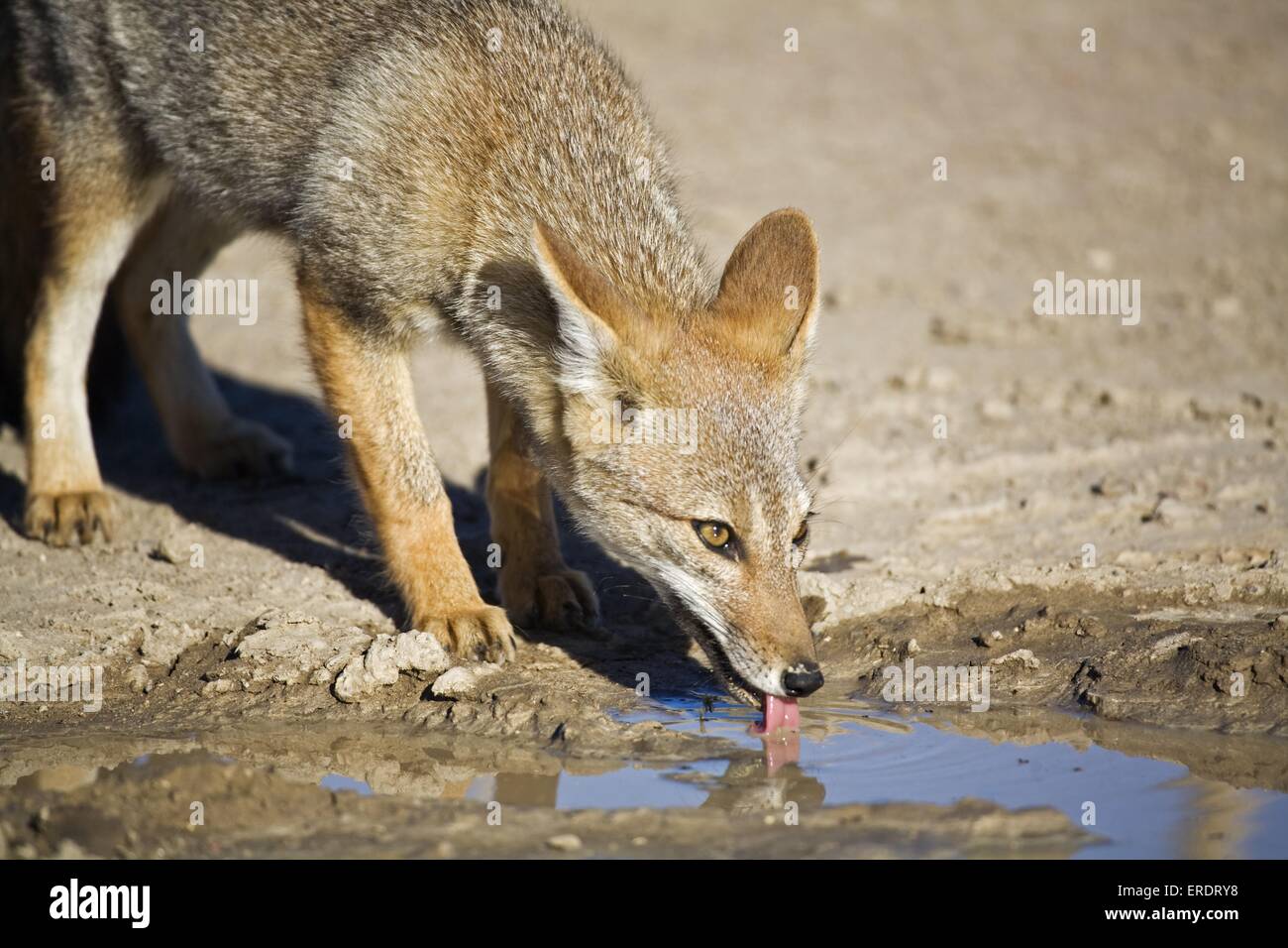 drinking Argentine fox Stock Photo - Alamy