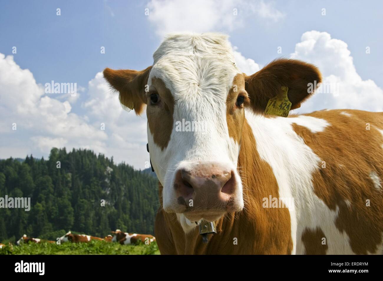 Simmental breed hi-res stock photography and images - Alamy