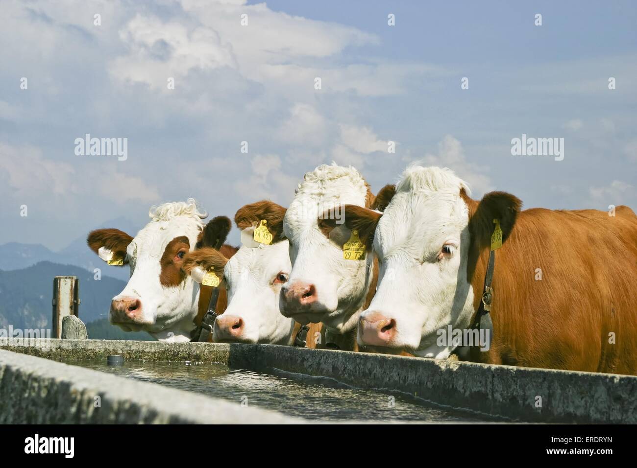 Simmental hi-res stock photography and images - Alamy
