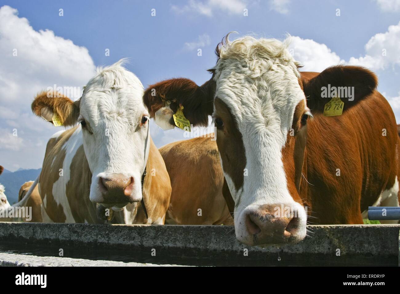 Simmental breed hi-res stock photography and images - Alamy
