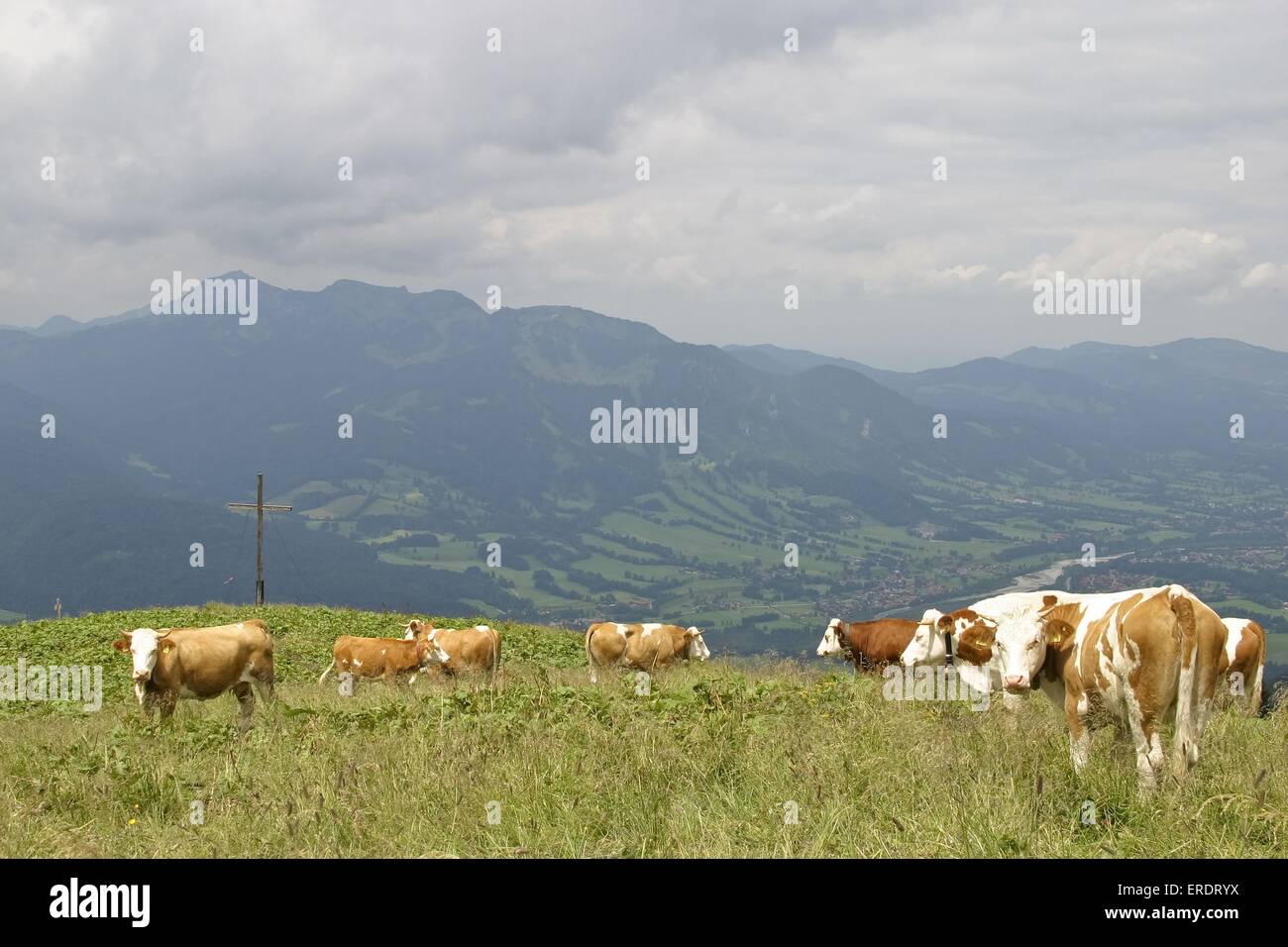 Breed simmental cattle hi-res stock photography and images - Alamy