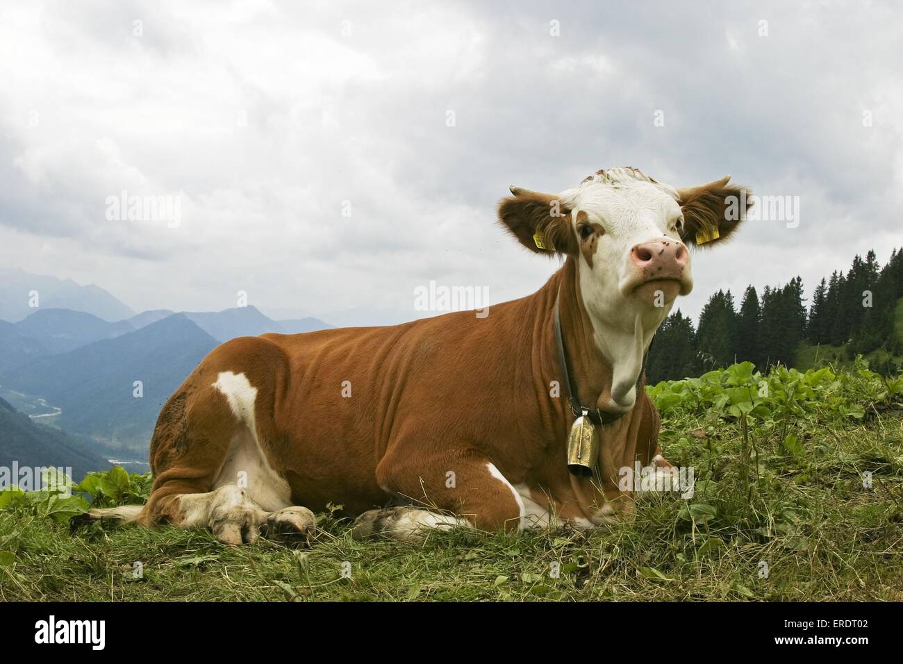 Red pied cow hi-res stock photography and images - Alamy