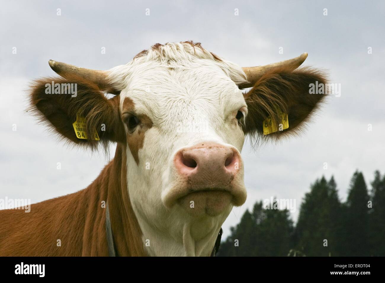 Red pied cow hi-res stock photography and images - Alamy