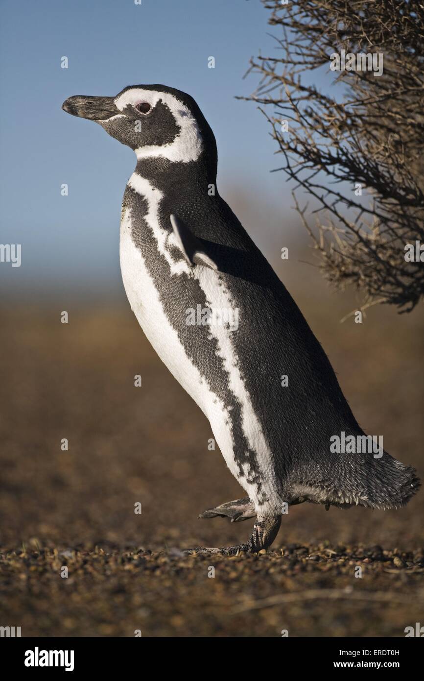 Magellanic penguin hi-res stock photography and images - Alamy