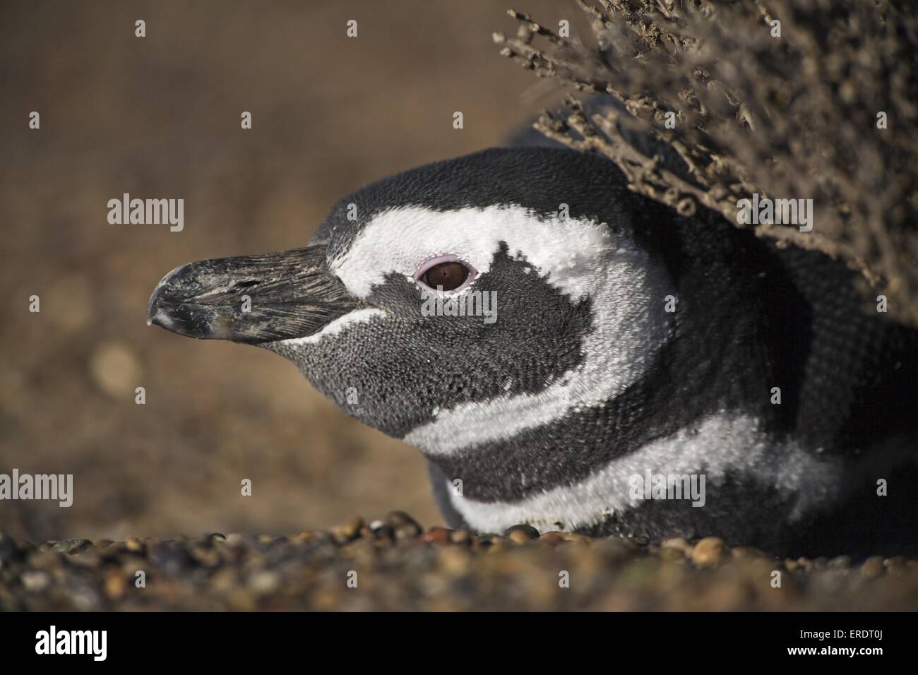 Penguin side profile hi-res stock photography and images - Alamy
