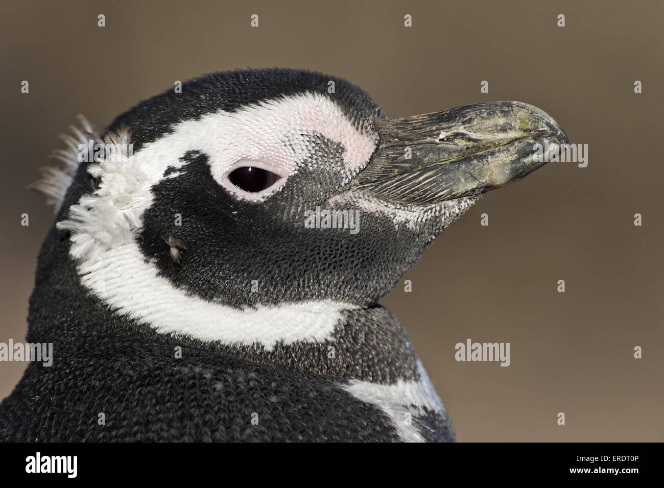 Penguin side profile hi-res stock photography and images - Alamy