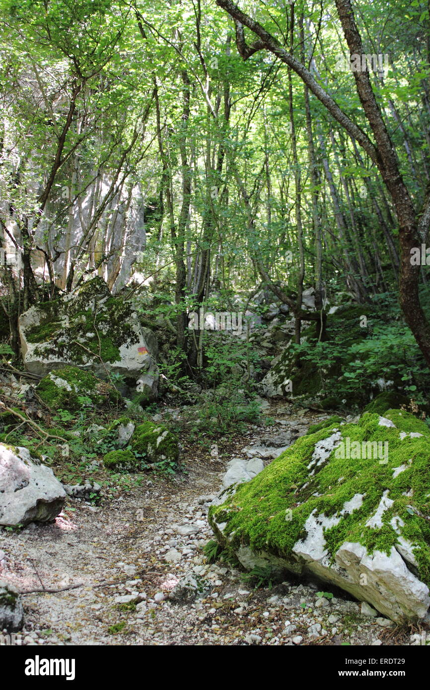 Forest trail through thick vegetation Stock Photo - Alamy