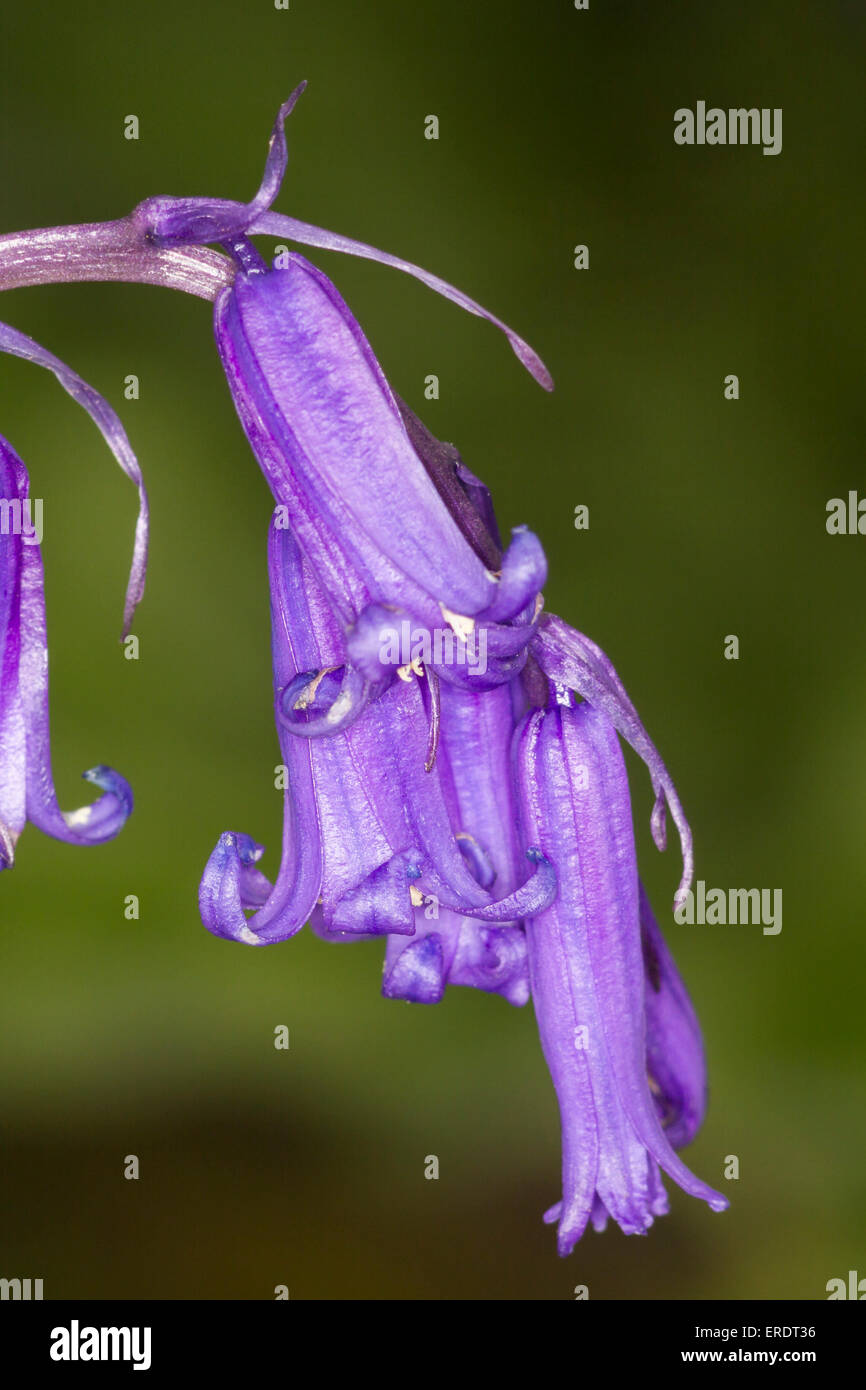 Bluebell flower close-up with a green background Stock Photo - Alamy