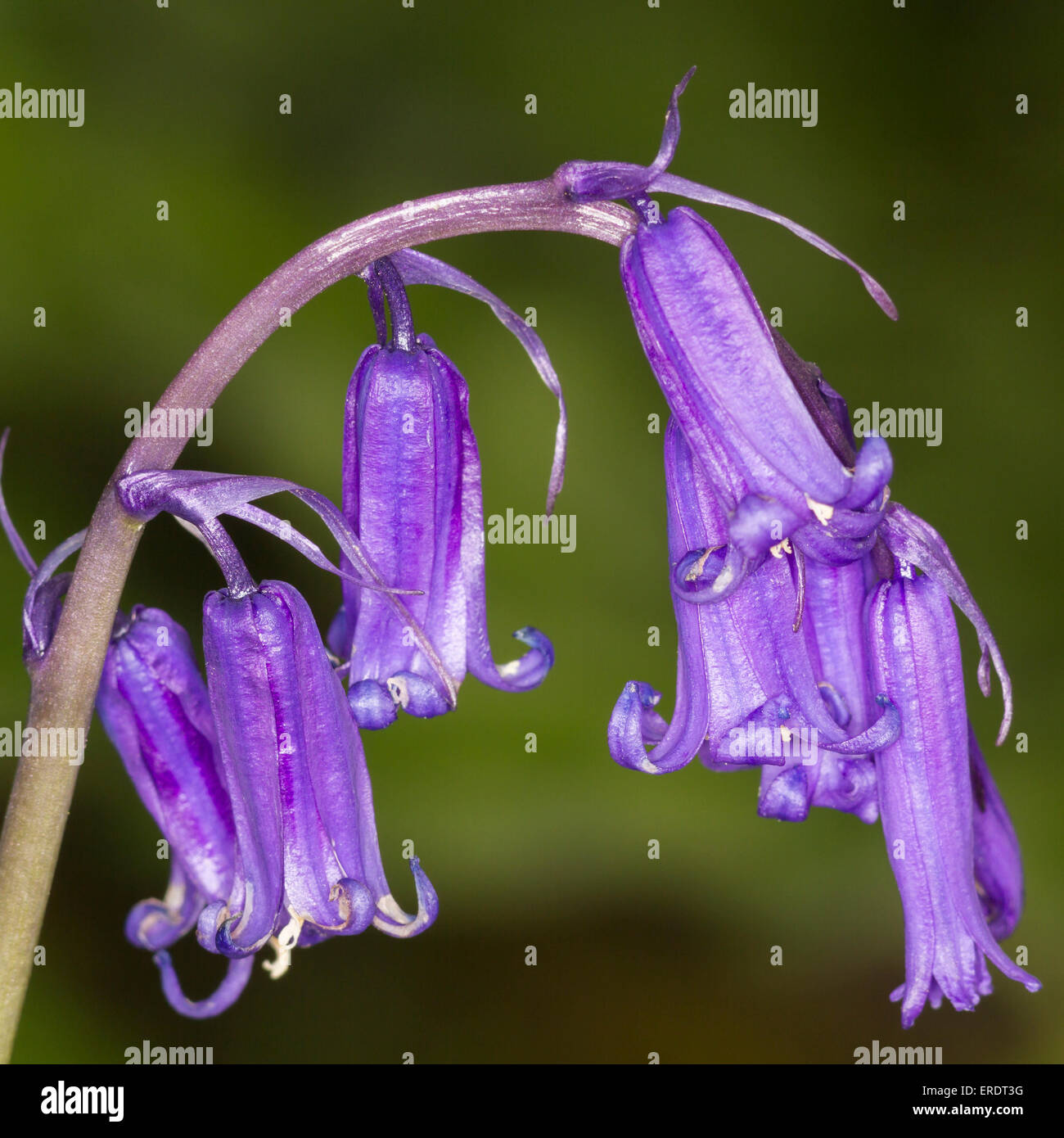 Bluebell flower close-up with a green background Stock Photo - Alamy