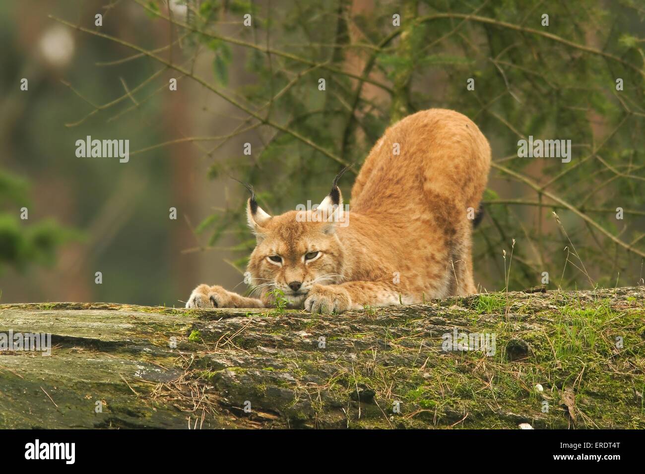 Sharp lynx hi-res stock photography and images - Alamy