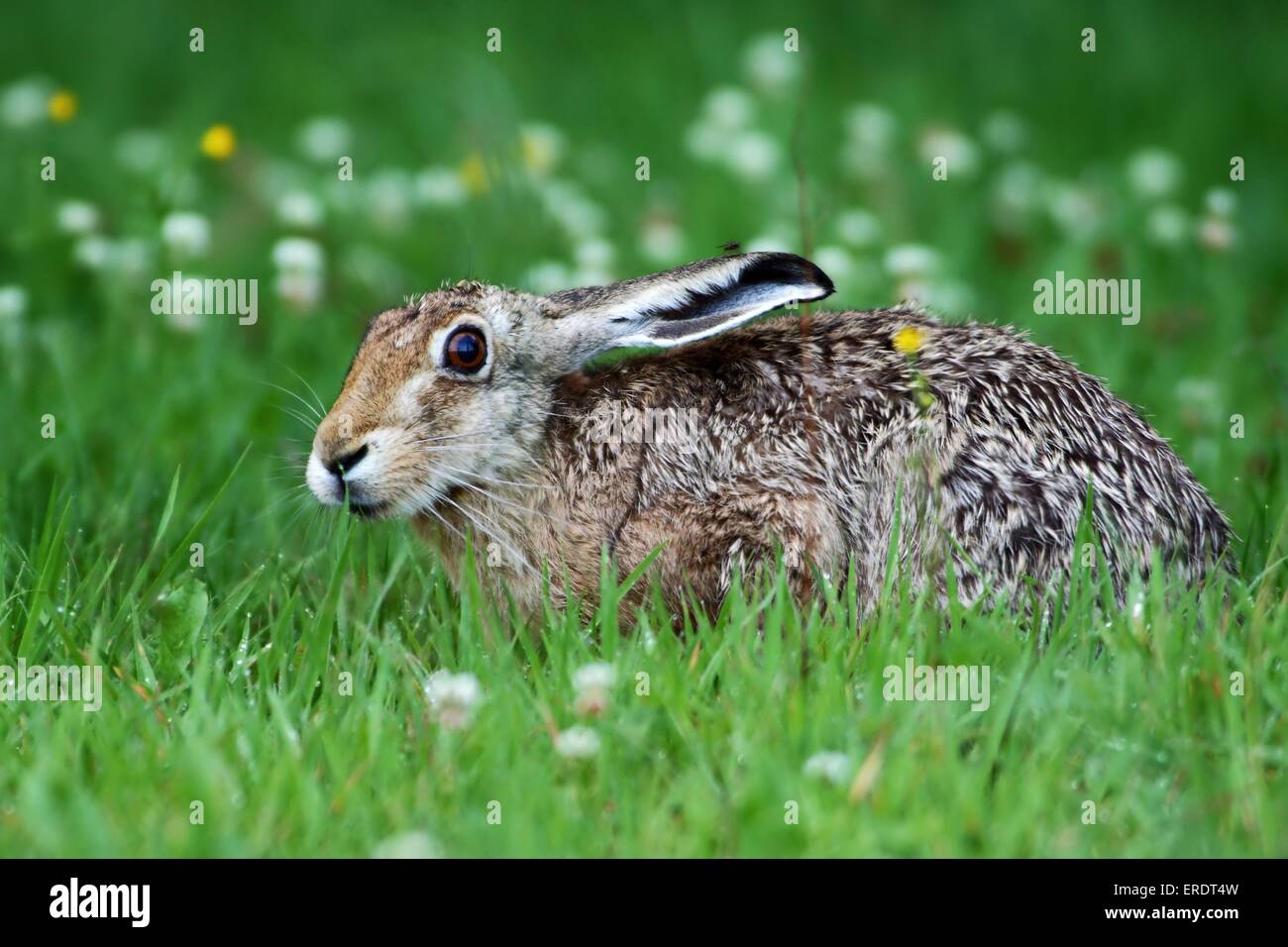 Hare greenfield hi-res stock photography and images - Alamy