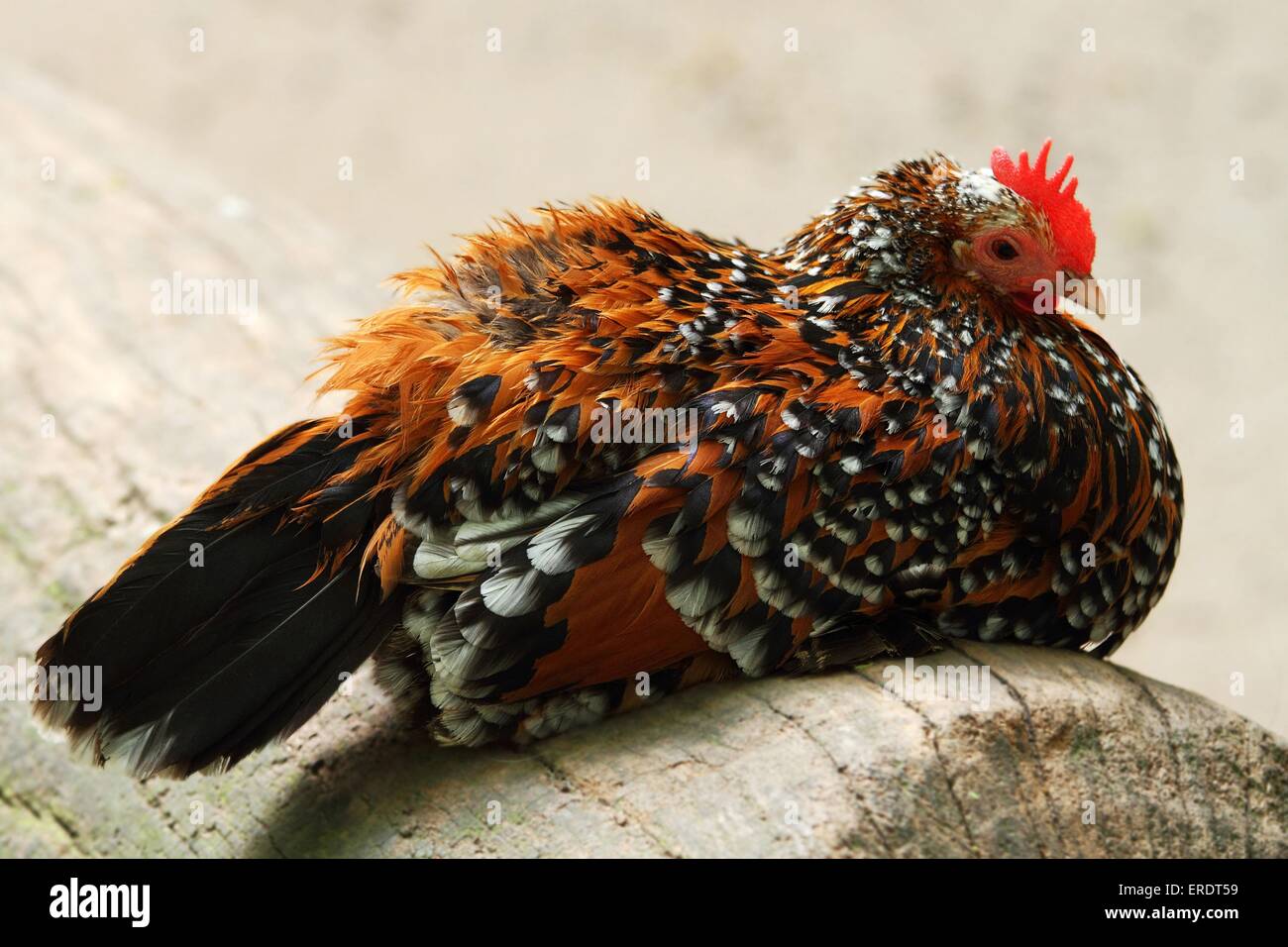 Chicken lying hi-res stock photography and images - Alamy