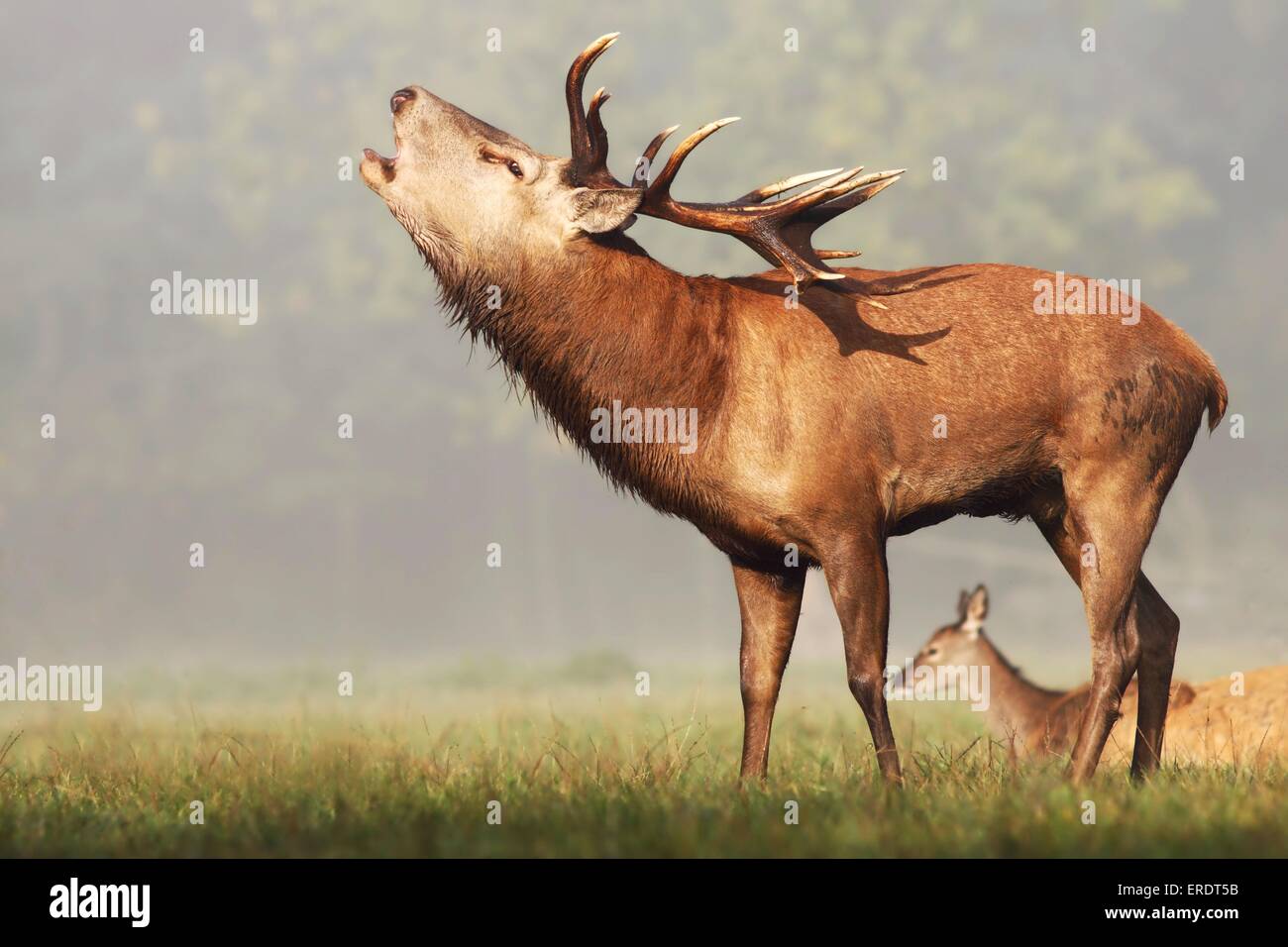 Landscape format with red deer roaring hi-res stock photography and ...