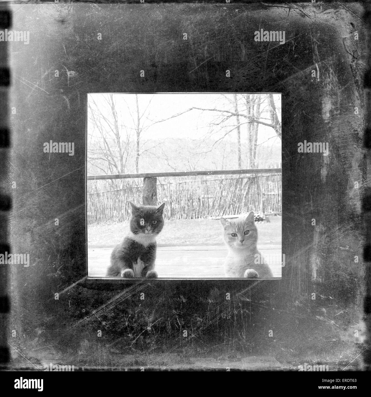 Window cats Black and White Stock Photos & Images - Alamy