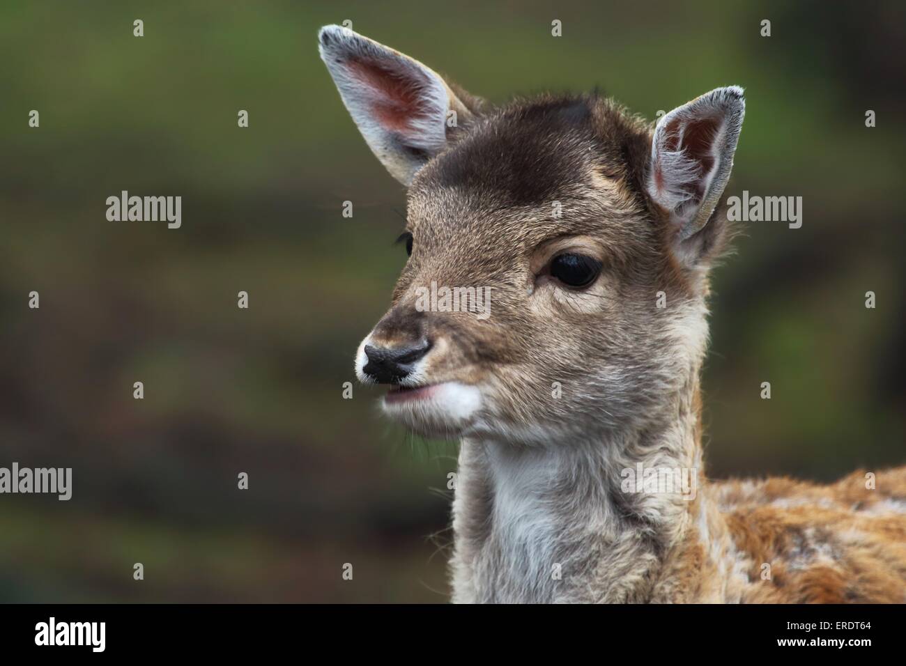 young red deer Stock Photo - Alamy