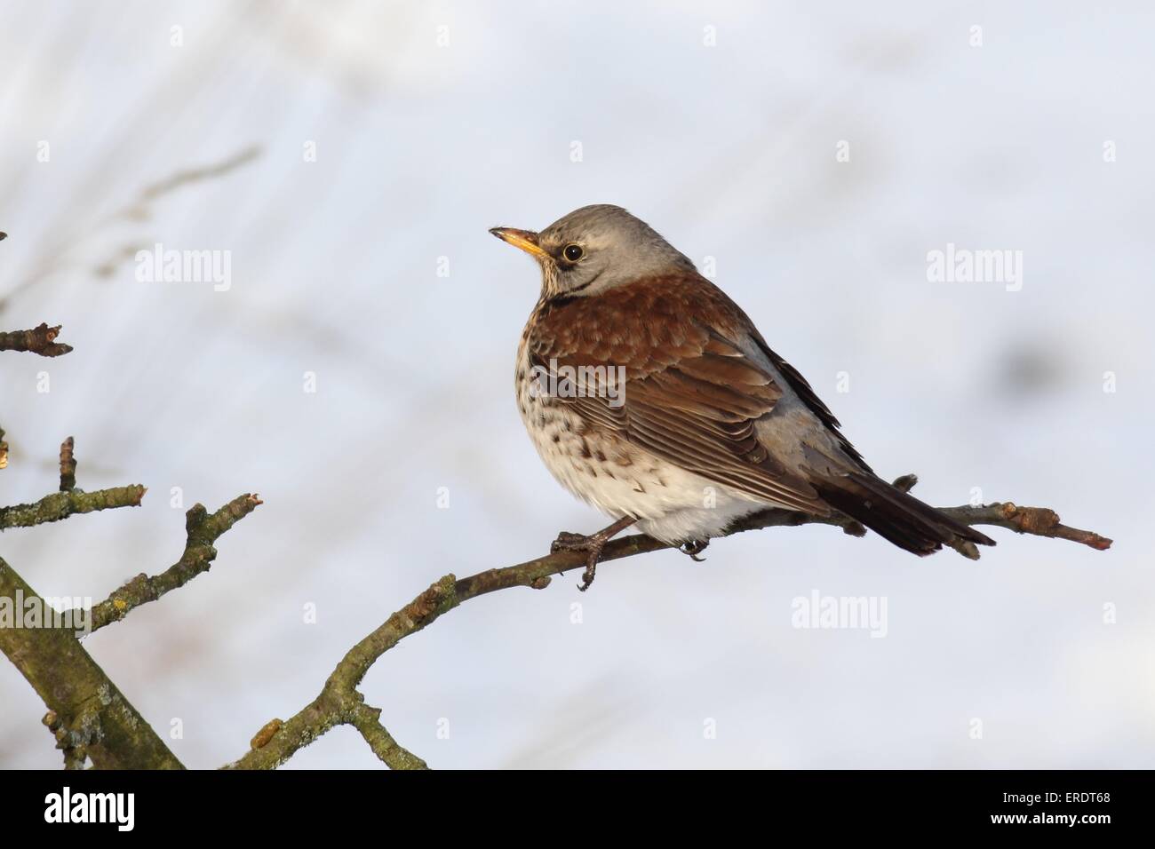 Fieldfare turdus pilaris adults hi-res stock photography and images - Alamy
