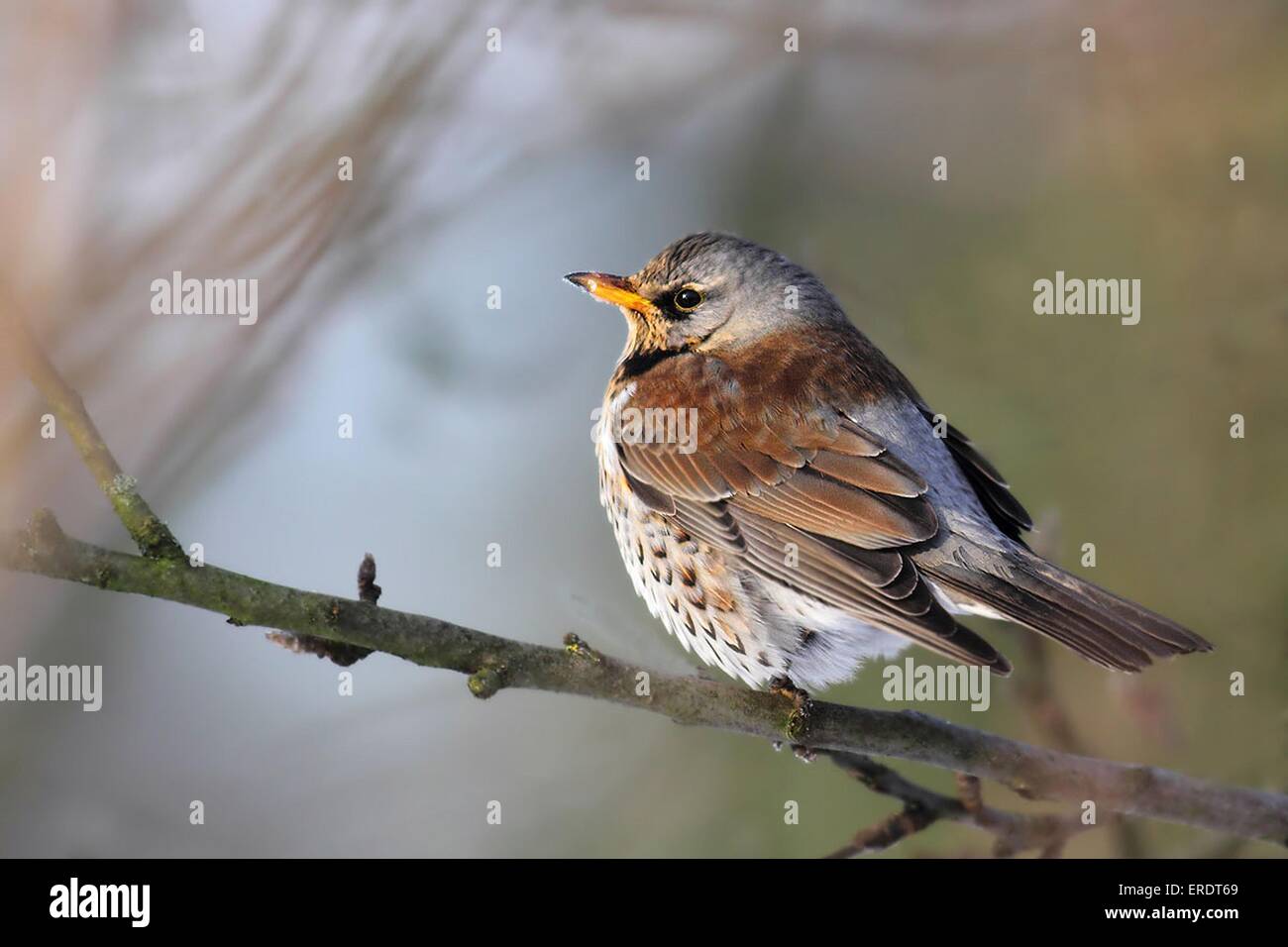 Fieldfare turdus pilaris adults hi-res stock photography and images - Alamy