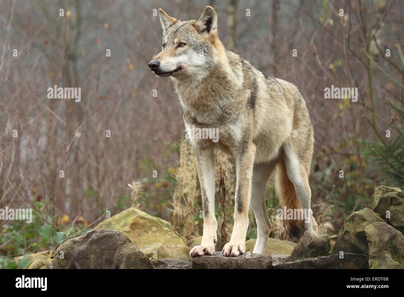 Greywolf greywolves hi-res stock photography and images - Alamy