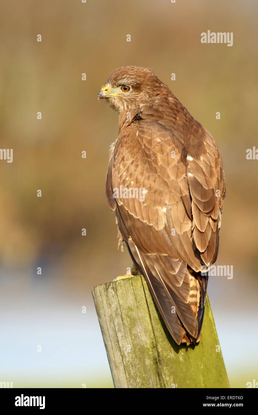 Buzzard size hi-res stock photography and images - Alamy