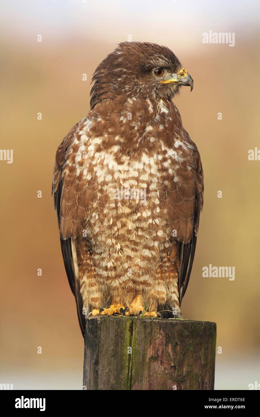 Buzzard size hi-res stock photography and images - Alamy