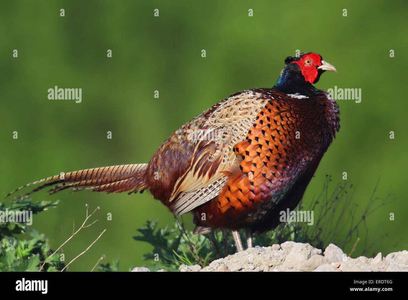 Male pheasant landscape format hi-res stock photography and images - Alamy