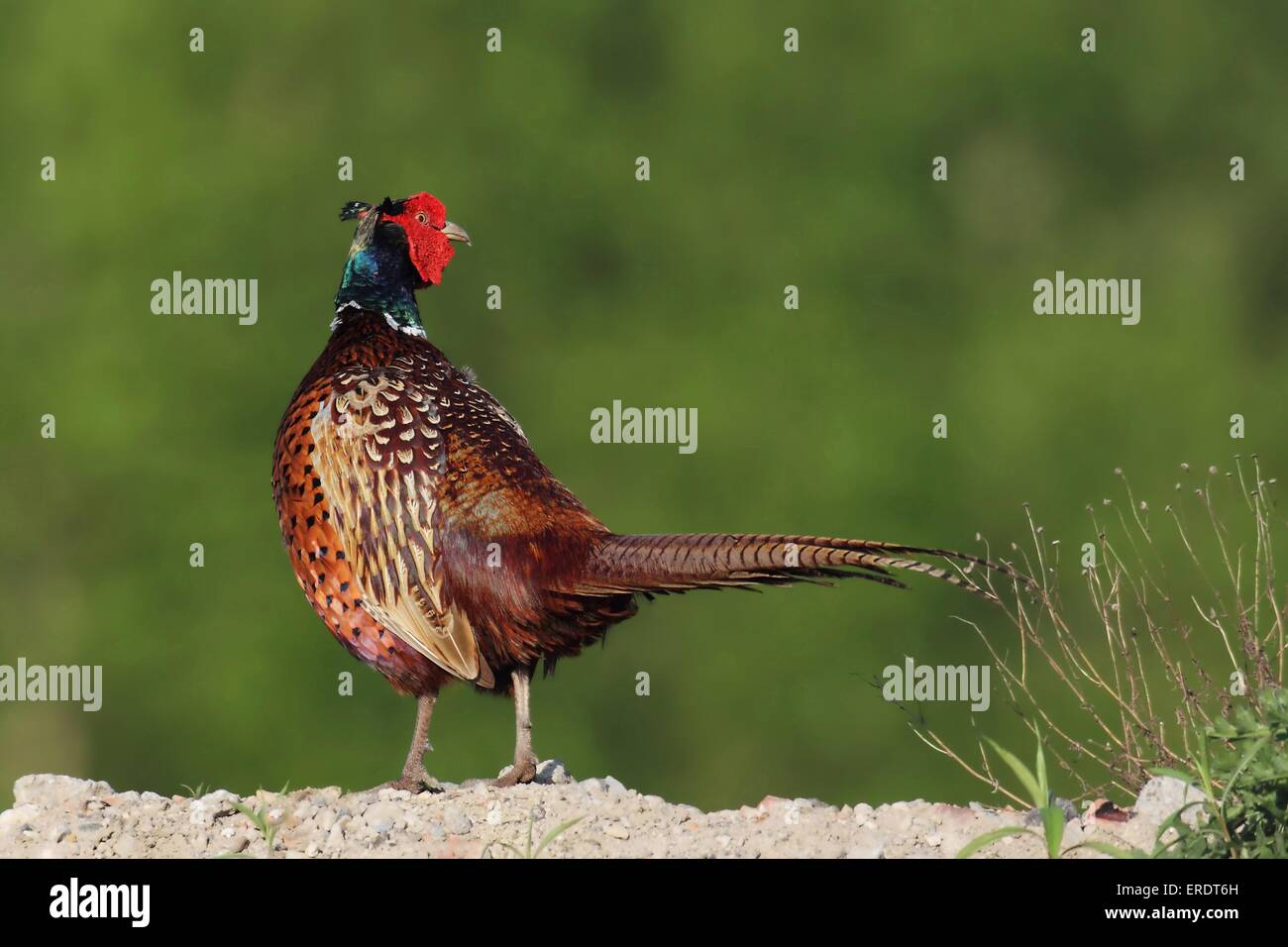 Pheasant rear view hi-res stock photography and images - Alamy