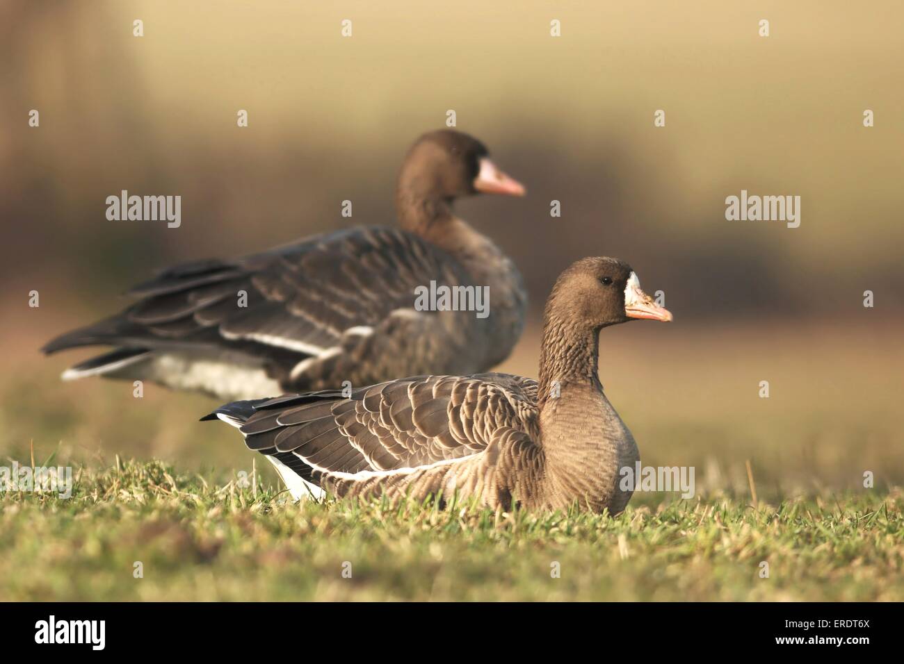 greater white-fronted geese Stock Photo - Alamy