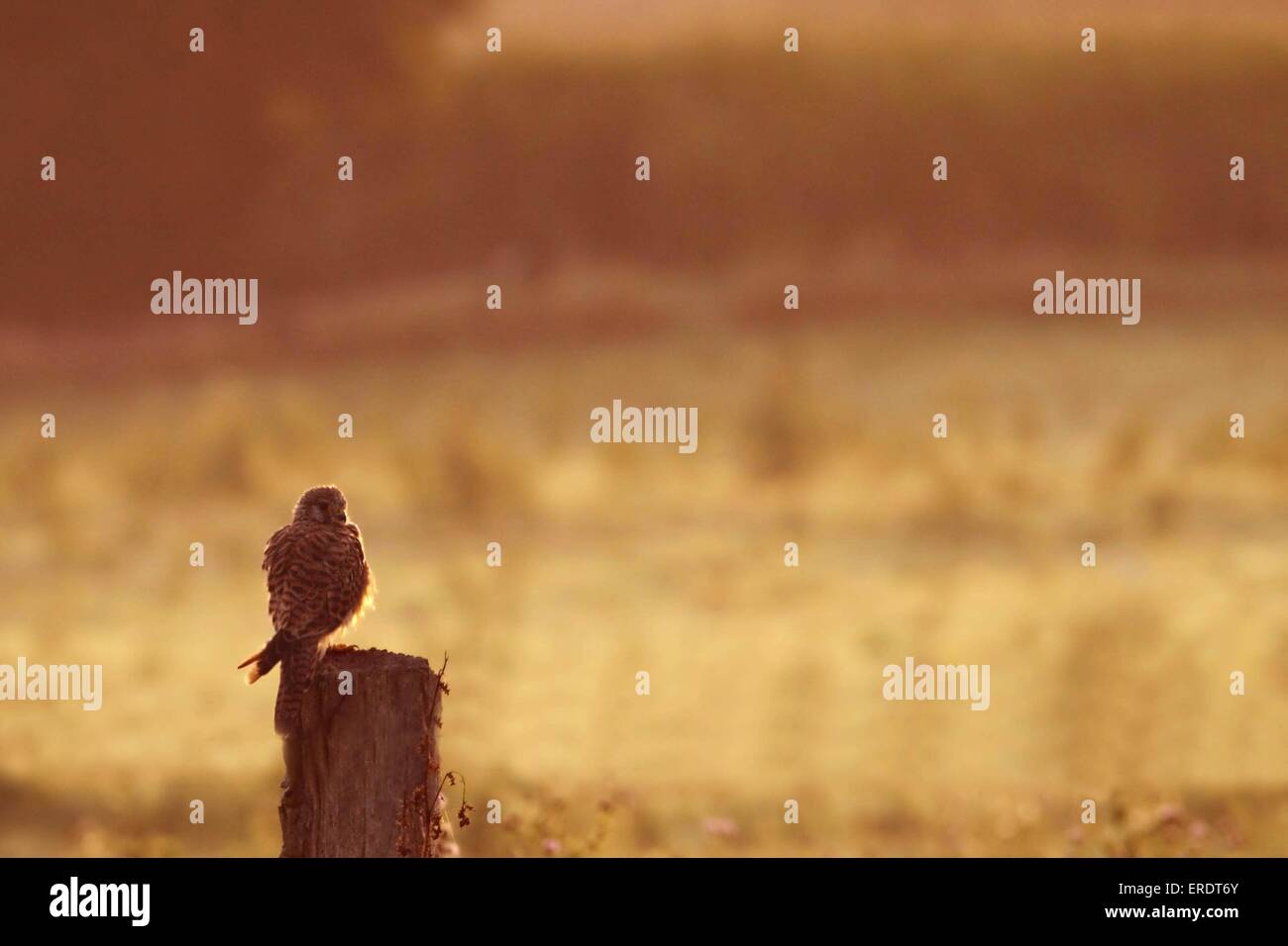 Red kestrel hi-res stock photography and images - Alamy
