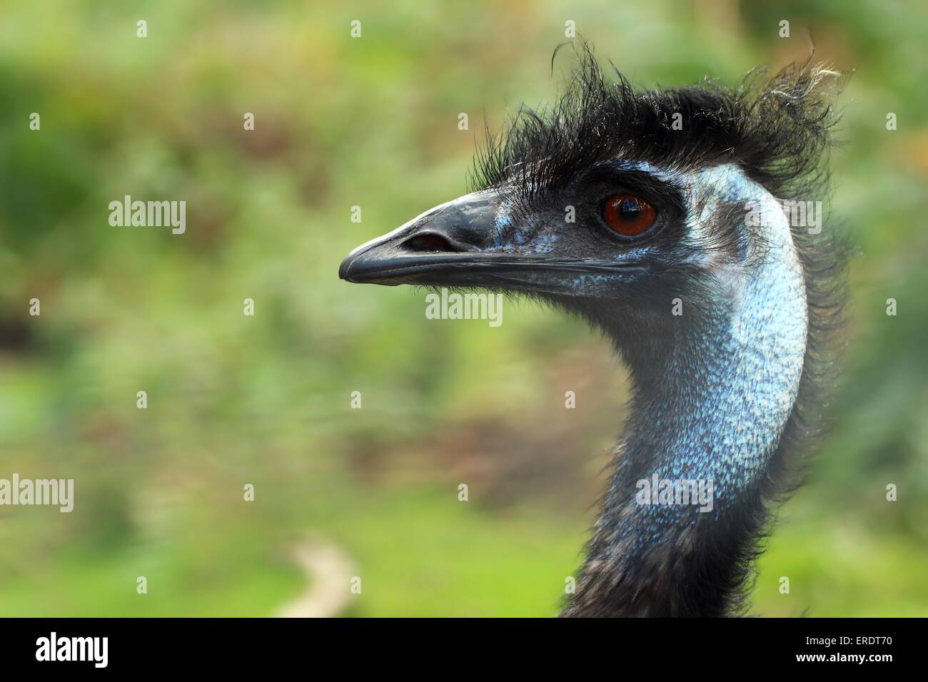 Solo emu hi-res stock photography and images - Alamy