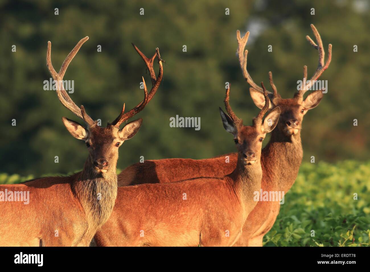 Three deer heads hi-res stock photography and images - Alamy