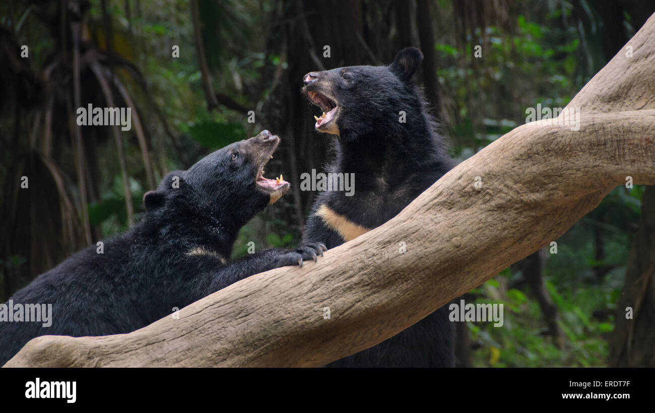Grizzly bear usa fighting hi-res stock photography and images - Alamy
