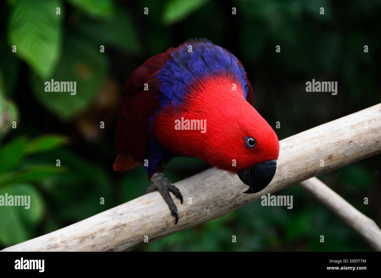 Red parrot species hi-res stock photography and images - Alamy
