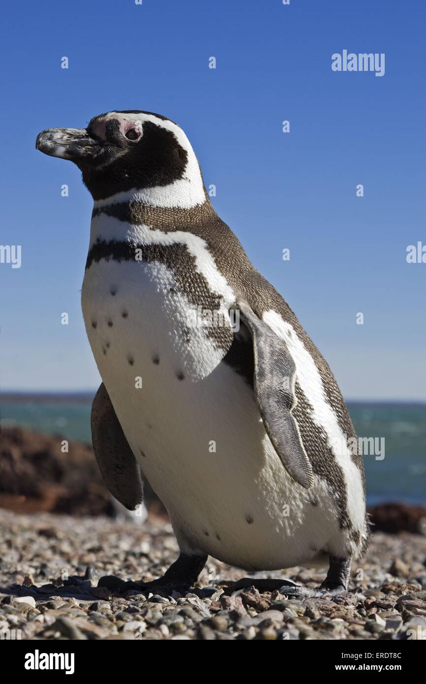 Magellanic penguin hi-res stock photography and images - Alamy