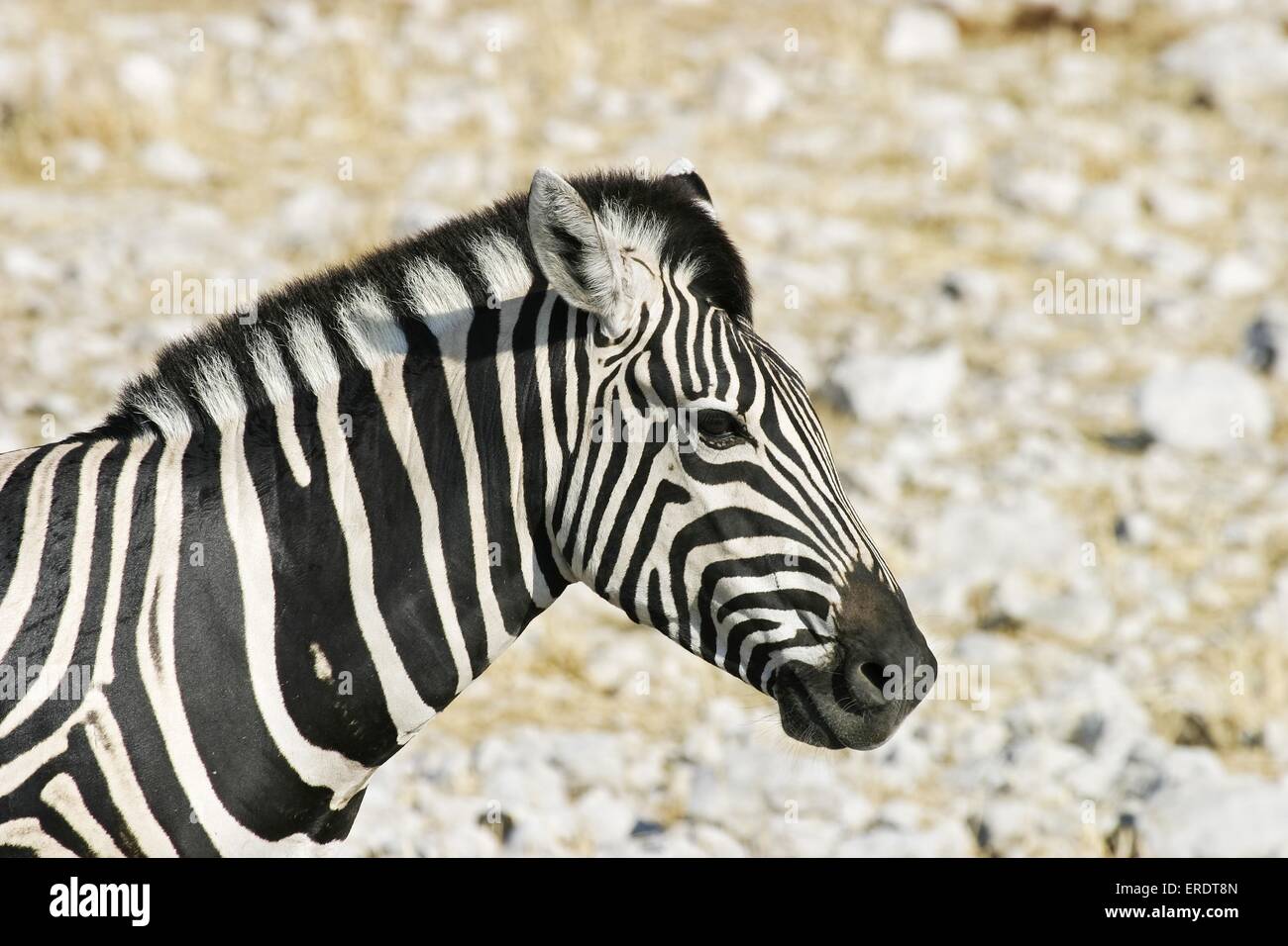 Zebra head heads hi-res stock photography and images - Alamy