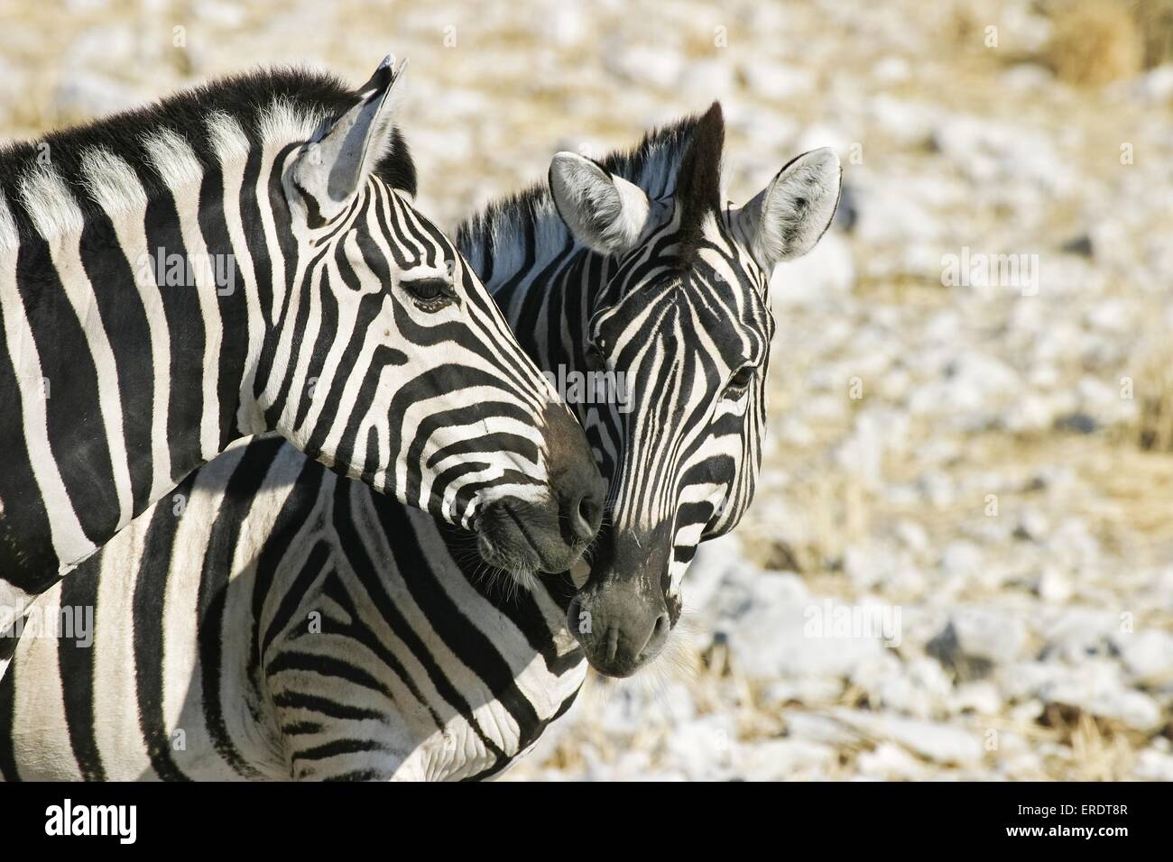 Plains zebras hi-res stock photography and images - Alamy