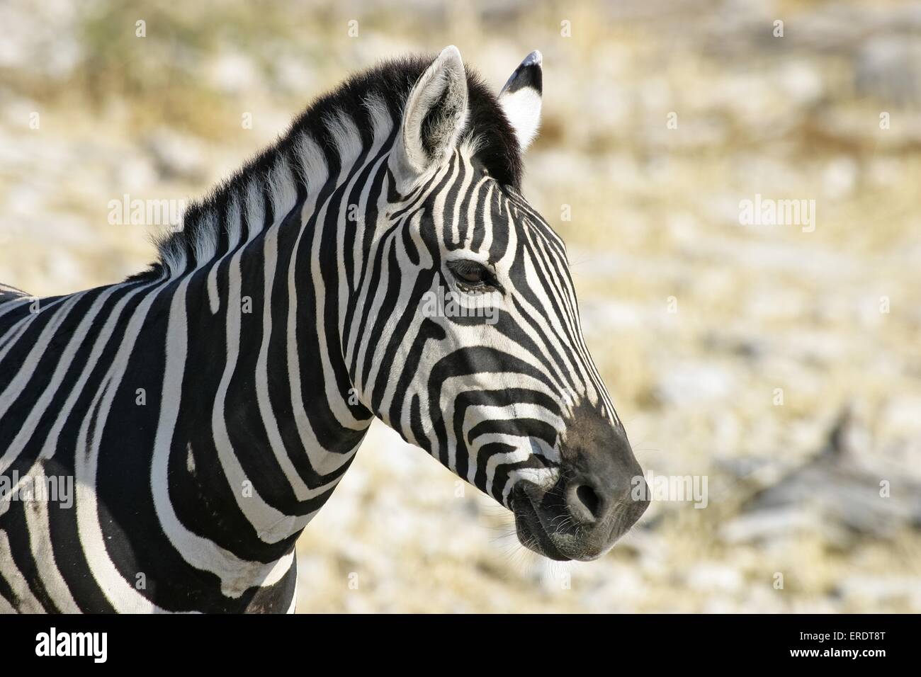 plains zebra portrait Stock Photo - Alamy