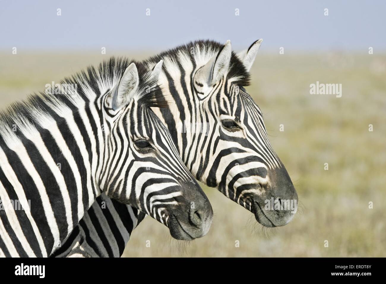 Plains zebras hi-res stock photography and images - Alamy