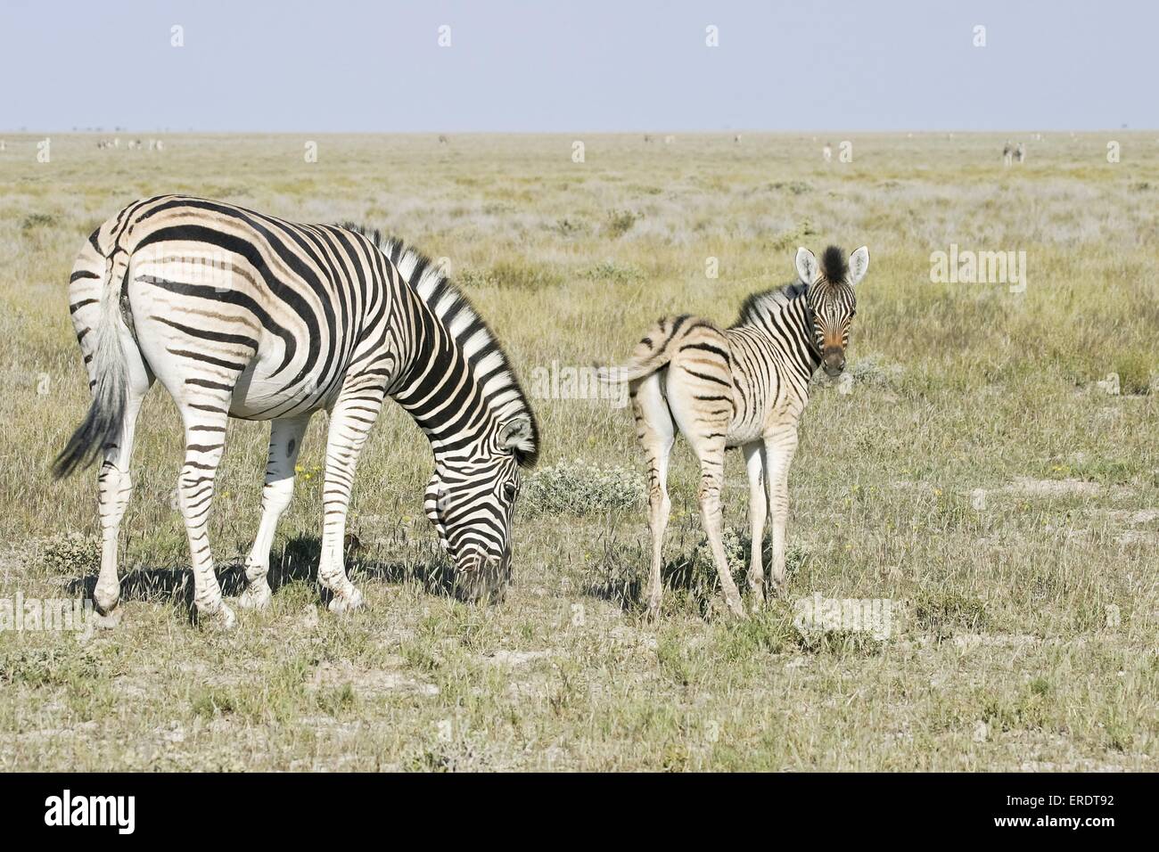 Behavior zebras hi-res stock photography and images - Alamy