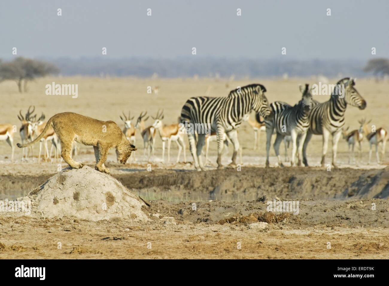 Plains zebra predator hi-res stock photography and images - Alamy
