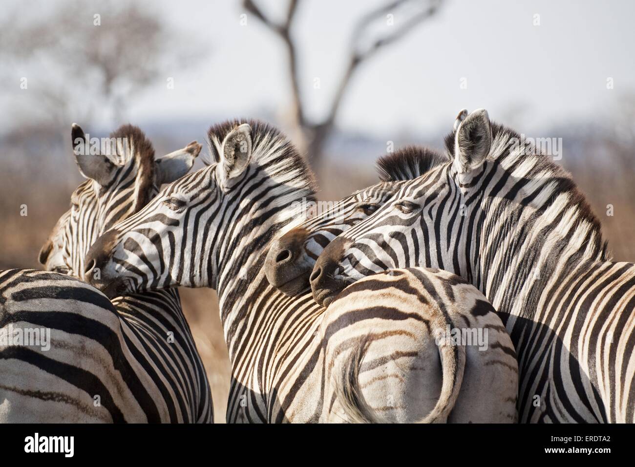 Plains zebras hi-res stock photography and images - Alamy