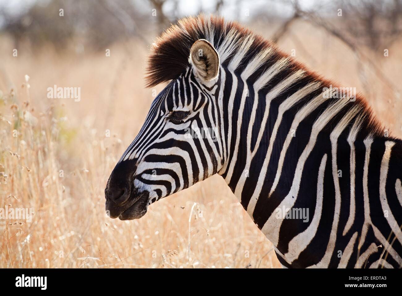Plains zebra profile view hi-res stock photography and images - Alamy