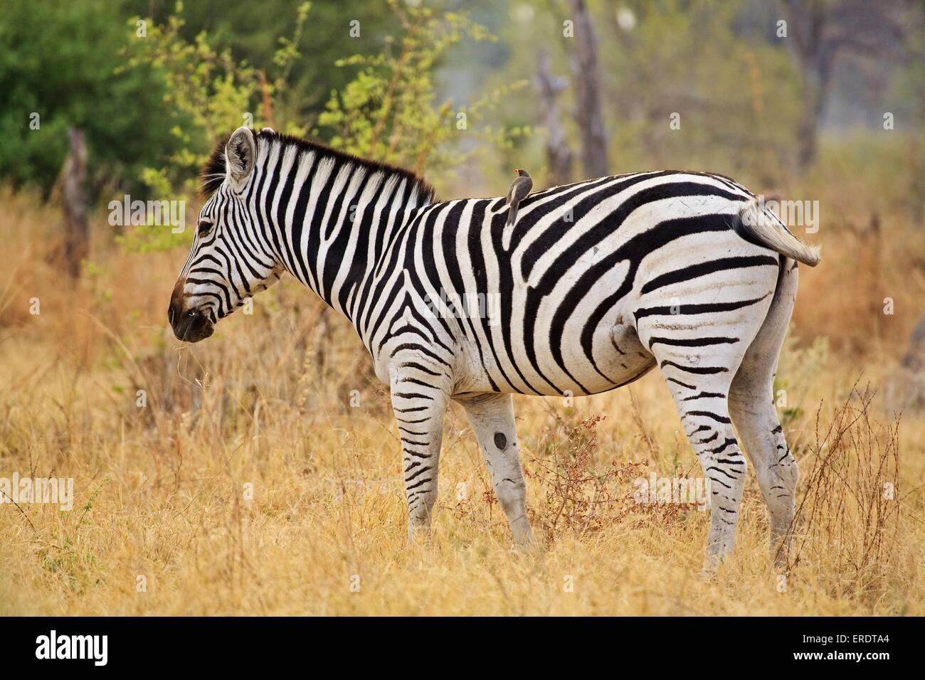Standing common plains zebra hi-res stock photography and images - Alamy