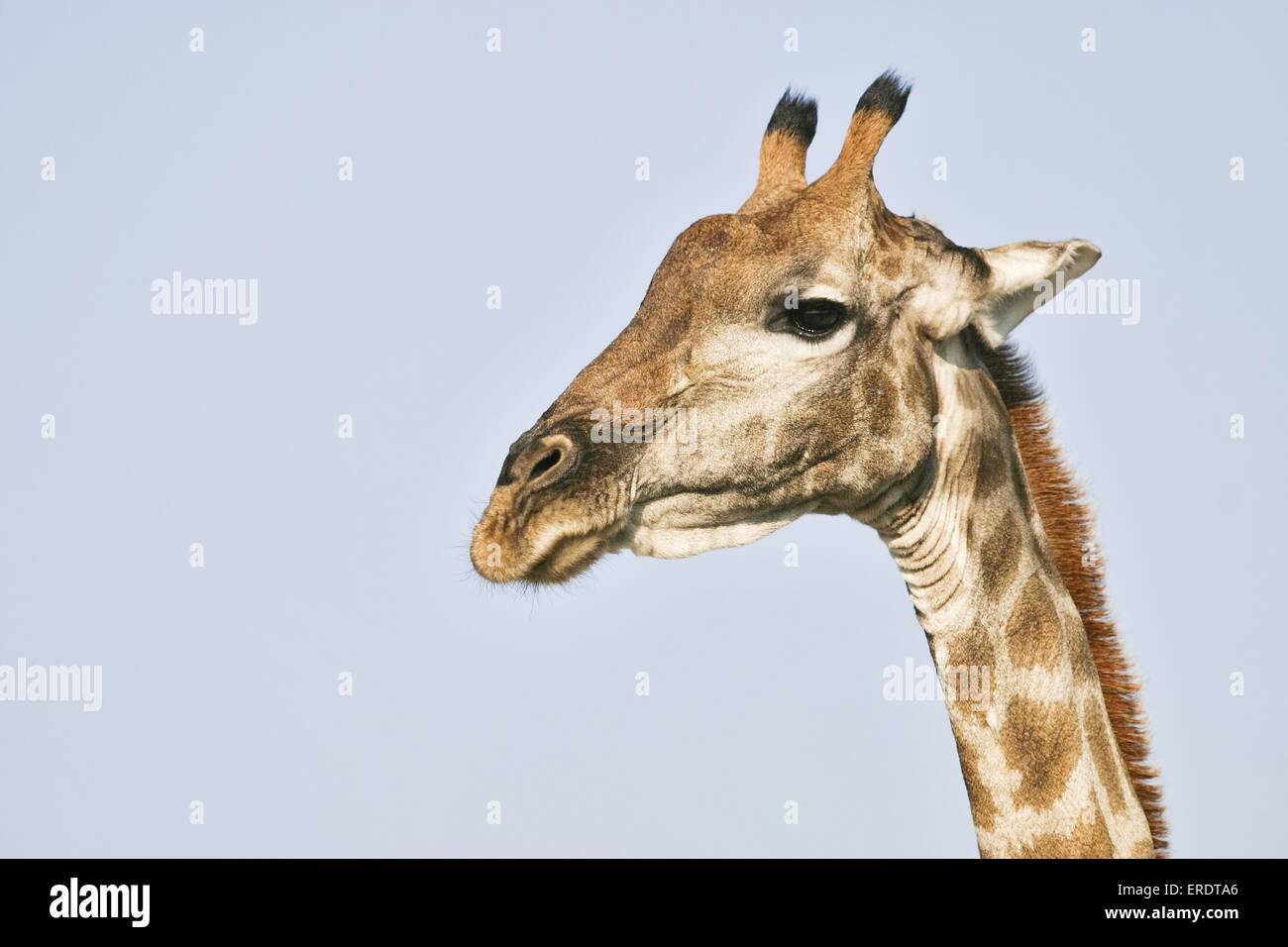 Giraffe profile portrait hi-res stock photography and images - Alamy