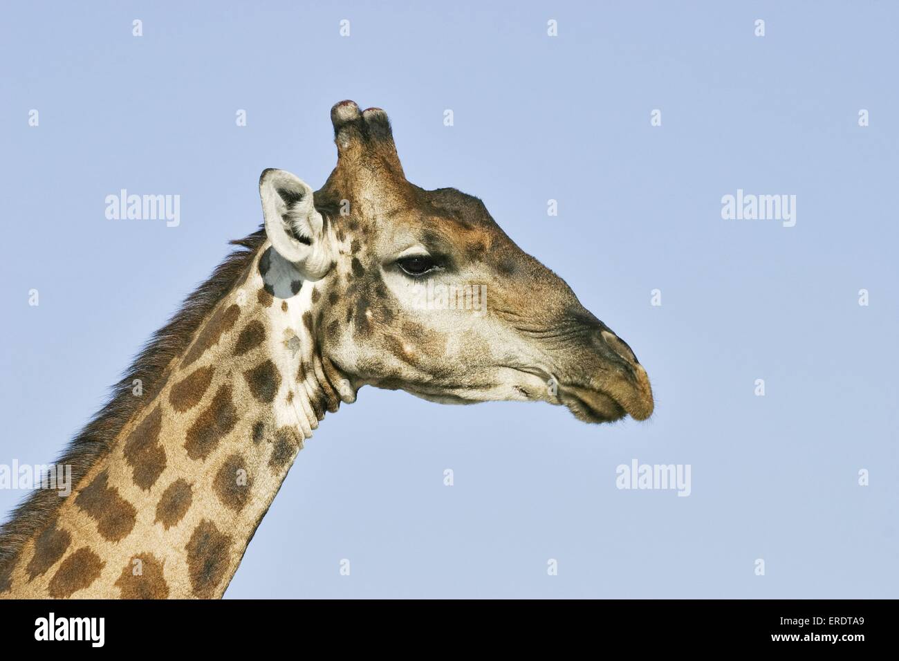 Giraffe profile portrait hi-res stock photography and images - Alamy